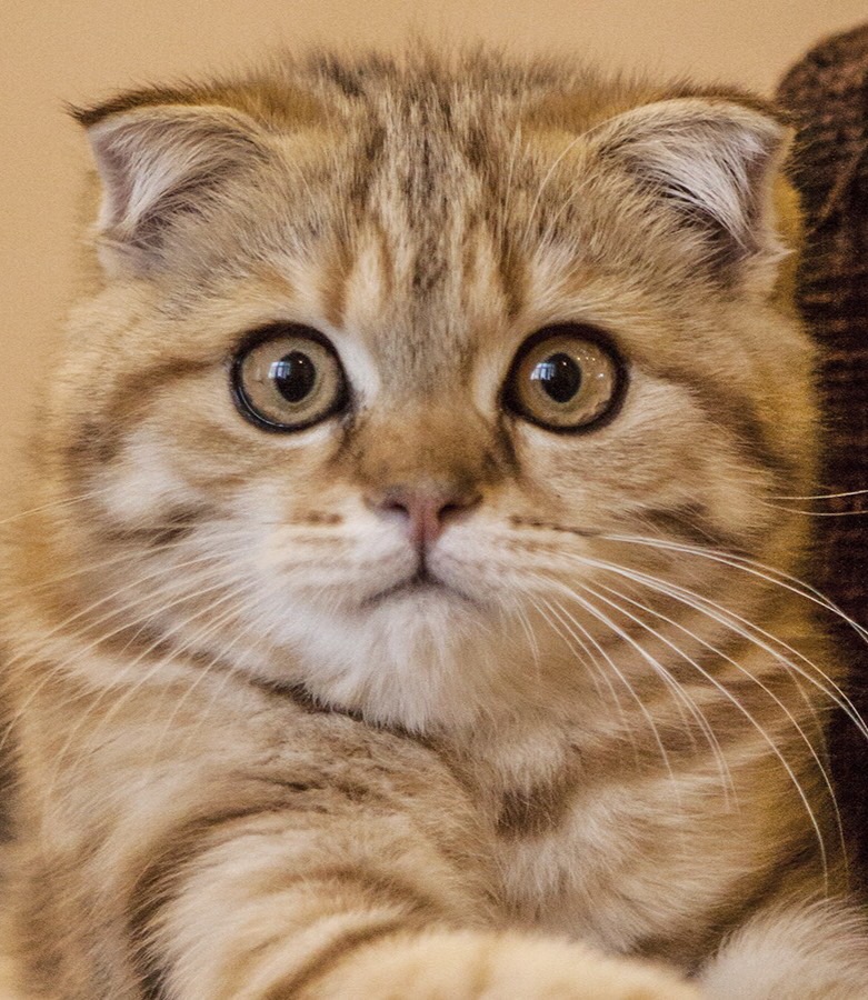 Animals in Danish Flashcards | Memorang