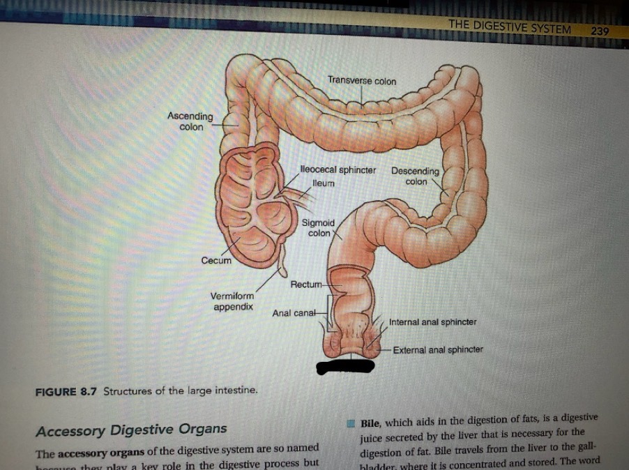 small intestine Flashcards | Memorang