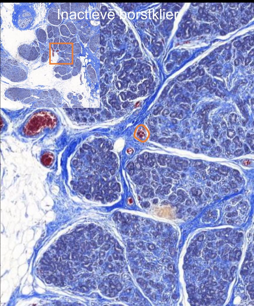 Histologie deel 2 Flashcards | Memorang