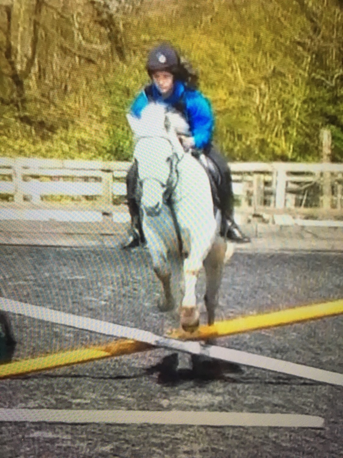 Squirrels riding school Flashcards | Memorang