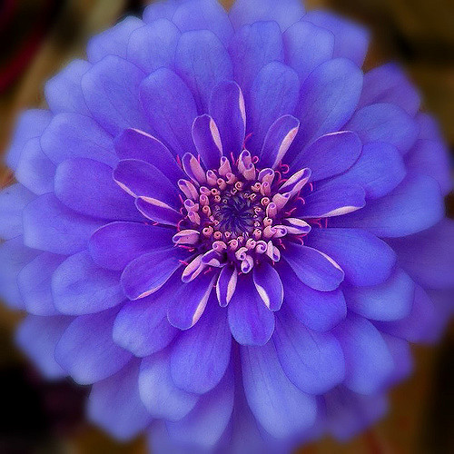 Zinnia Flowers Flashcards | Memorang