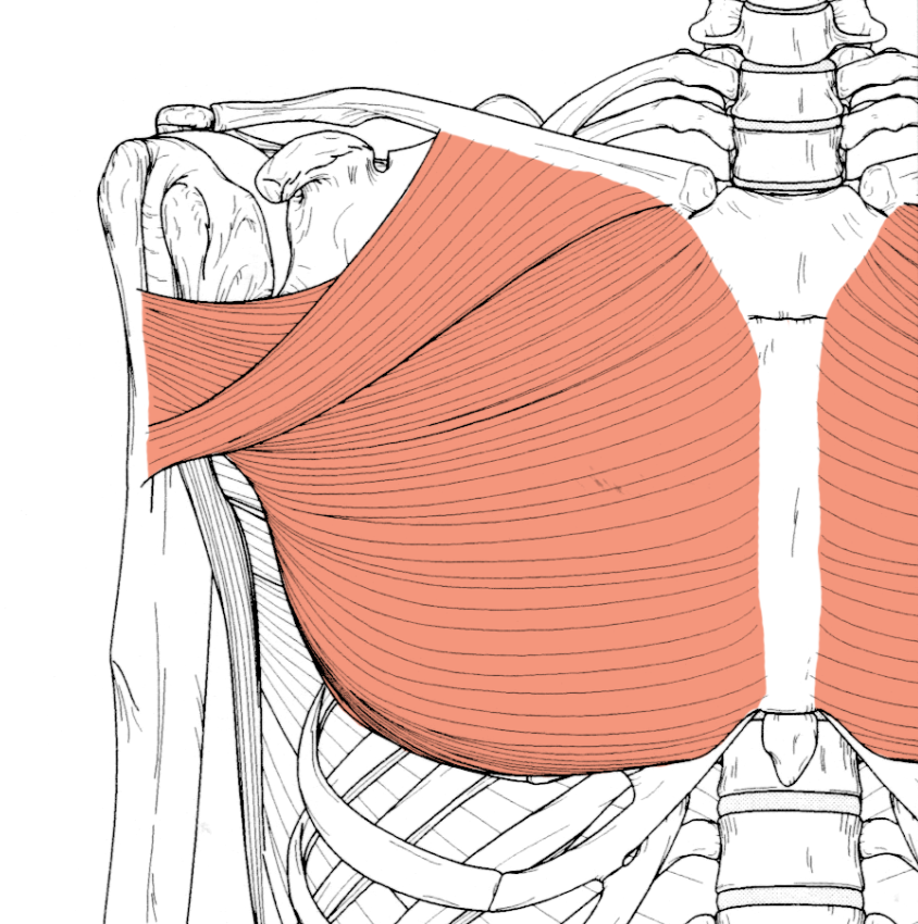 superior limb Flashcards | Memorang
