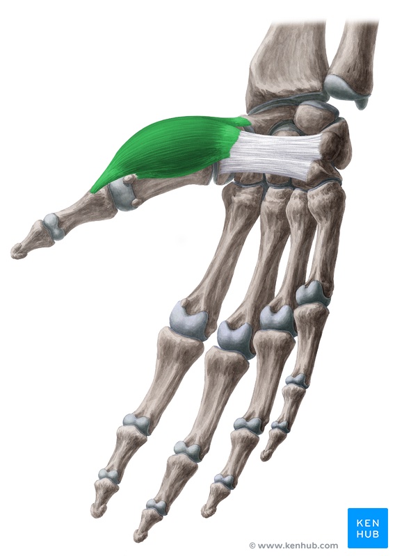 Manus Flashcards | Memorang