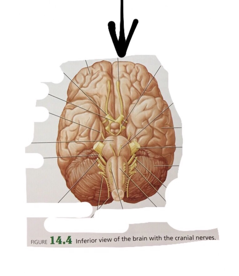 Brain Flashcards | Memorang