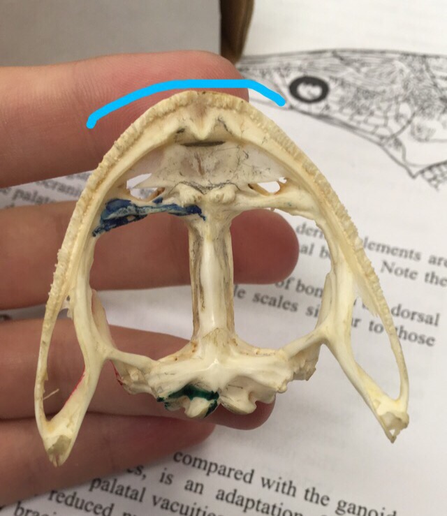 Bull frog bones Flashcards | Memorang