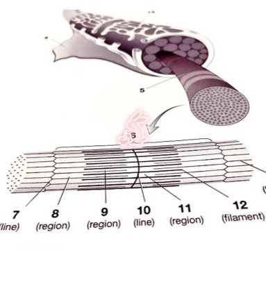 Lab practical 3 part 1 Flashcards | Memorang