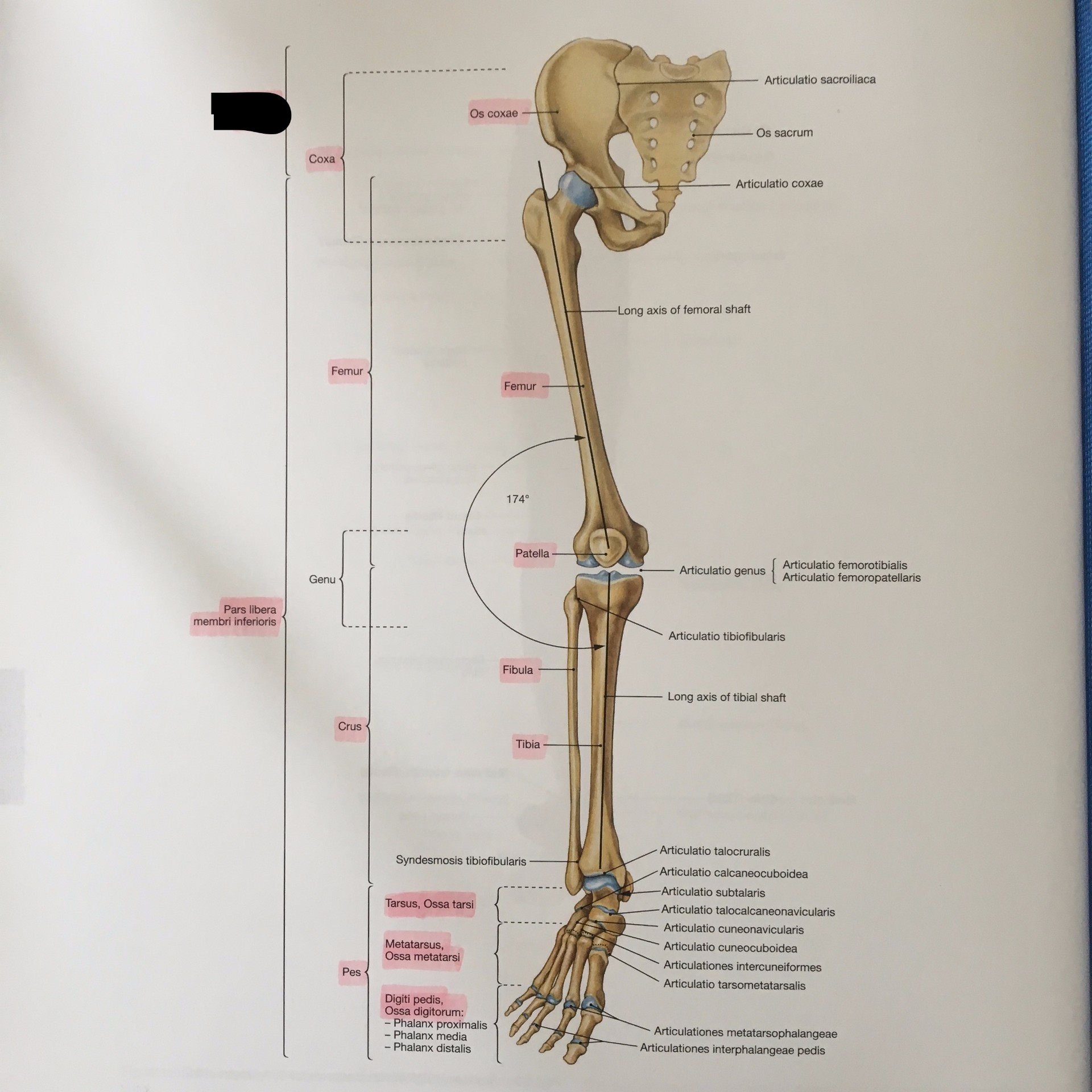 RSU anatomy Flashcards | Memorang