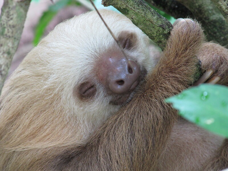 Sloths Flashcards | Memorang