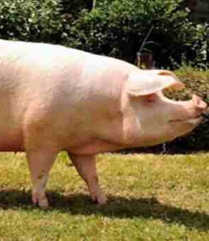 Hog breeds Flashcards | Memorang
