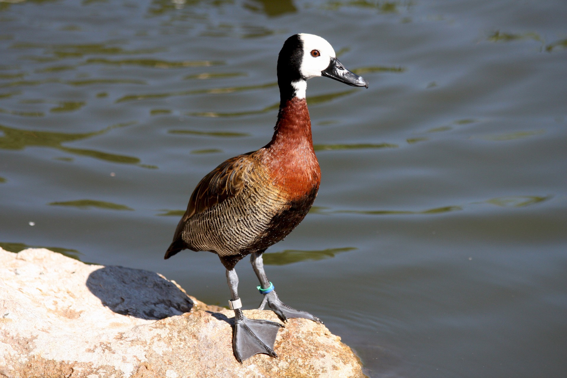 Costa Rican Birds: Waterfowl & Seabirds Flashcards | Memorang
