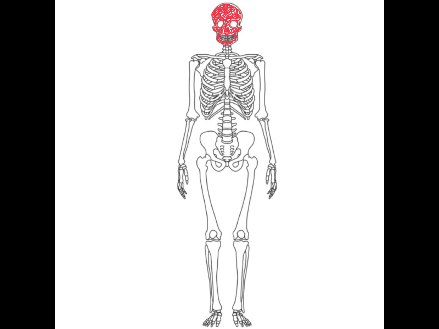 Bones and Diagrams Flashcards | Memorang