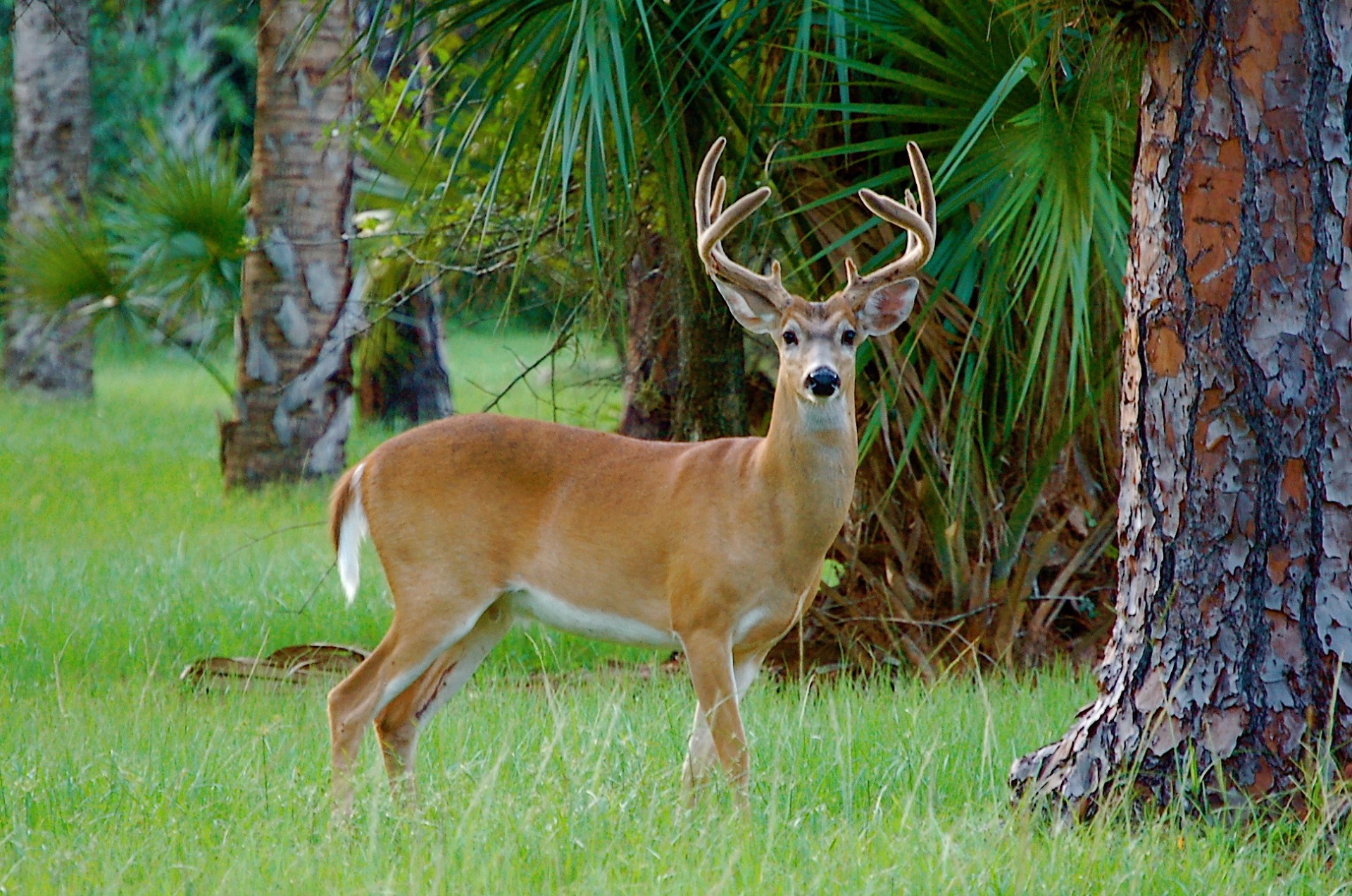 16 Deer Species Flashcards Memorang 16 Deer Species Flashcards Memorang