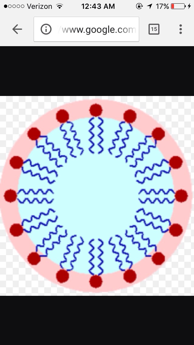 My Study Pack Flashcards | Memorang