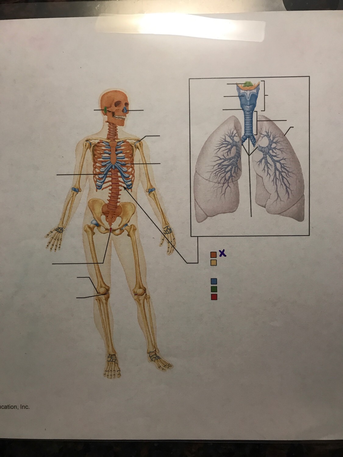 Ch 6 Axial And Appendicular Divisions Flashcards Memorang
