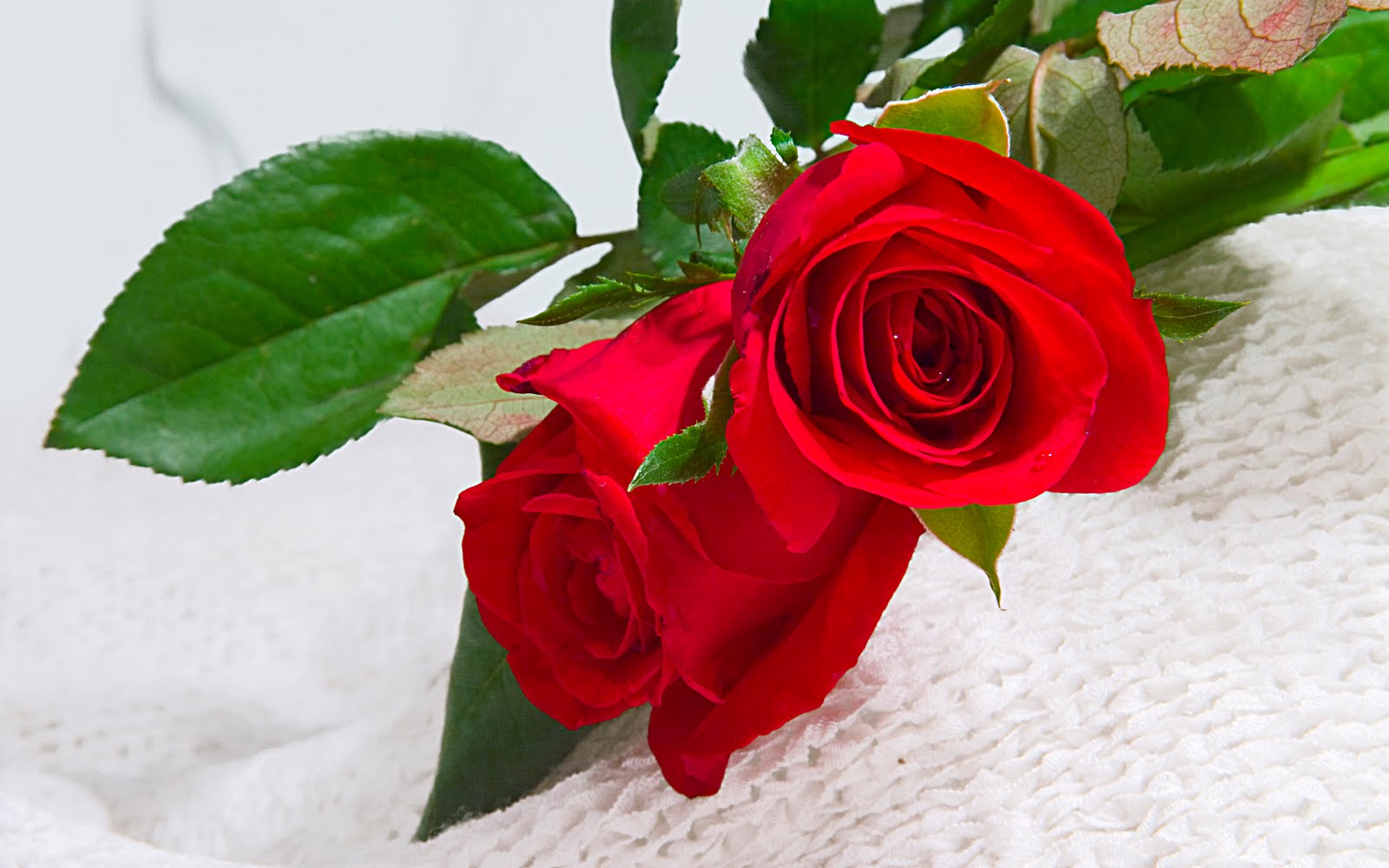 Italian Flowers Flashcards | Memorang