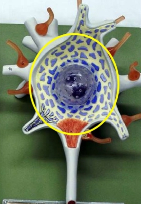 Nervous system Practical 3 Flashcards | Memorang