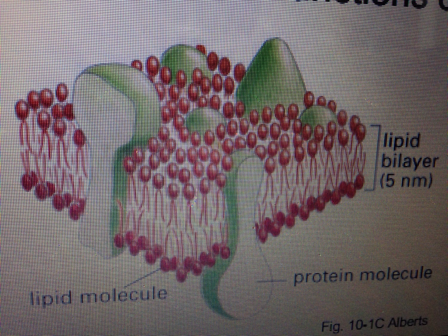 Membrane structure Flashcards | Memorang