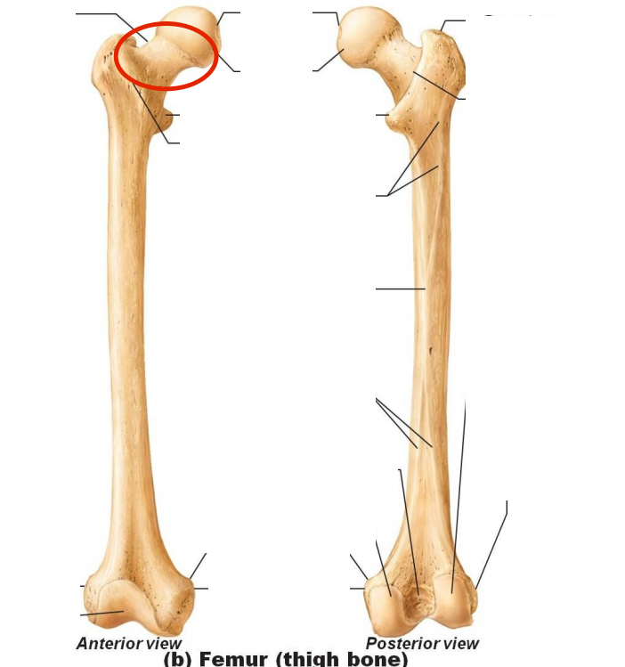 femur Flashcards | Memorang
