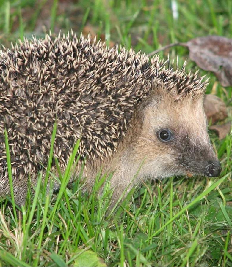 Overige soorten Flashcards | Memorang