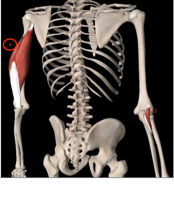 Rankų dilbio raumenys Flashcards | Memorang
