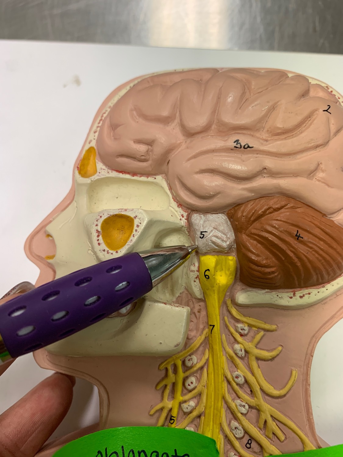 A&p1 Galen lab Flashcards | Memorang