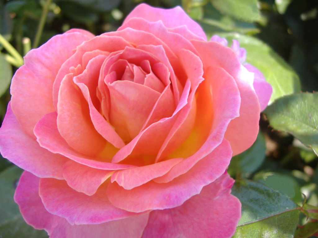 Flowers Flashcards | Memorang