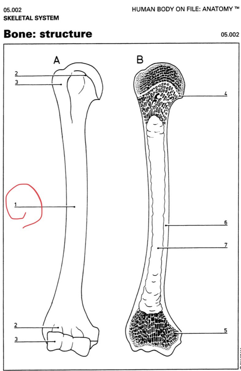Long bone bits Flashcards | Memorang