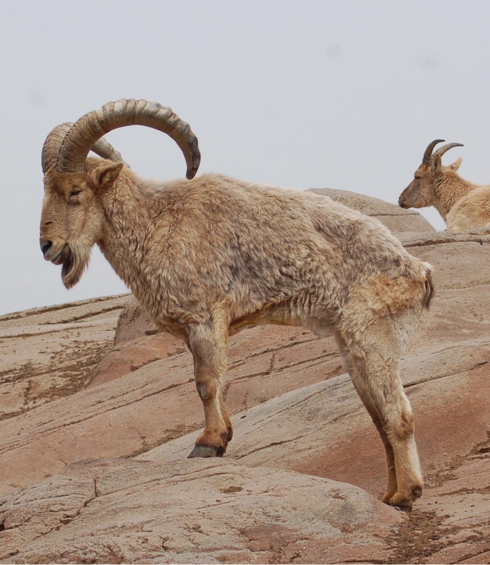 Goats Flashcards | Memorang