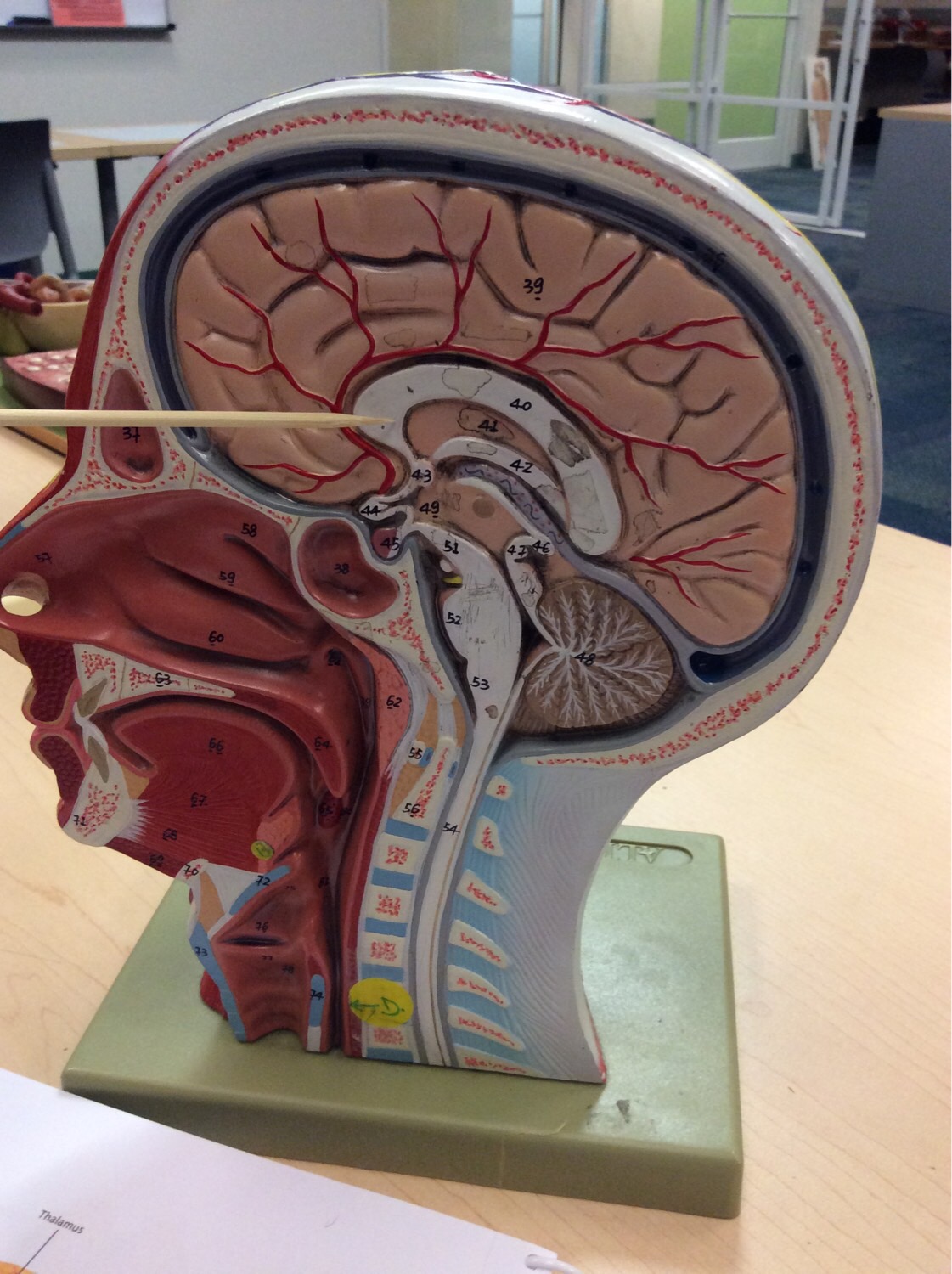 Human Head model Flashcards | Memorang