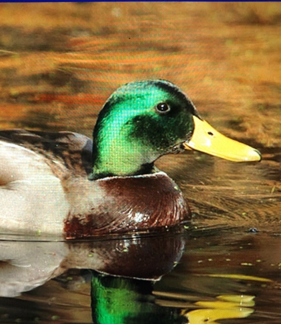 Bird Set 4 Flashcards | Memorang