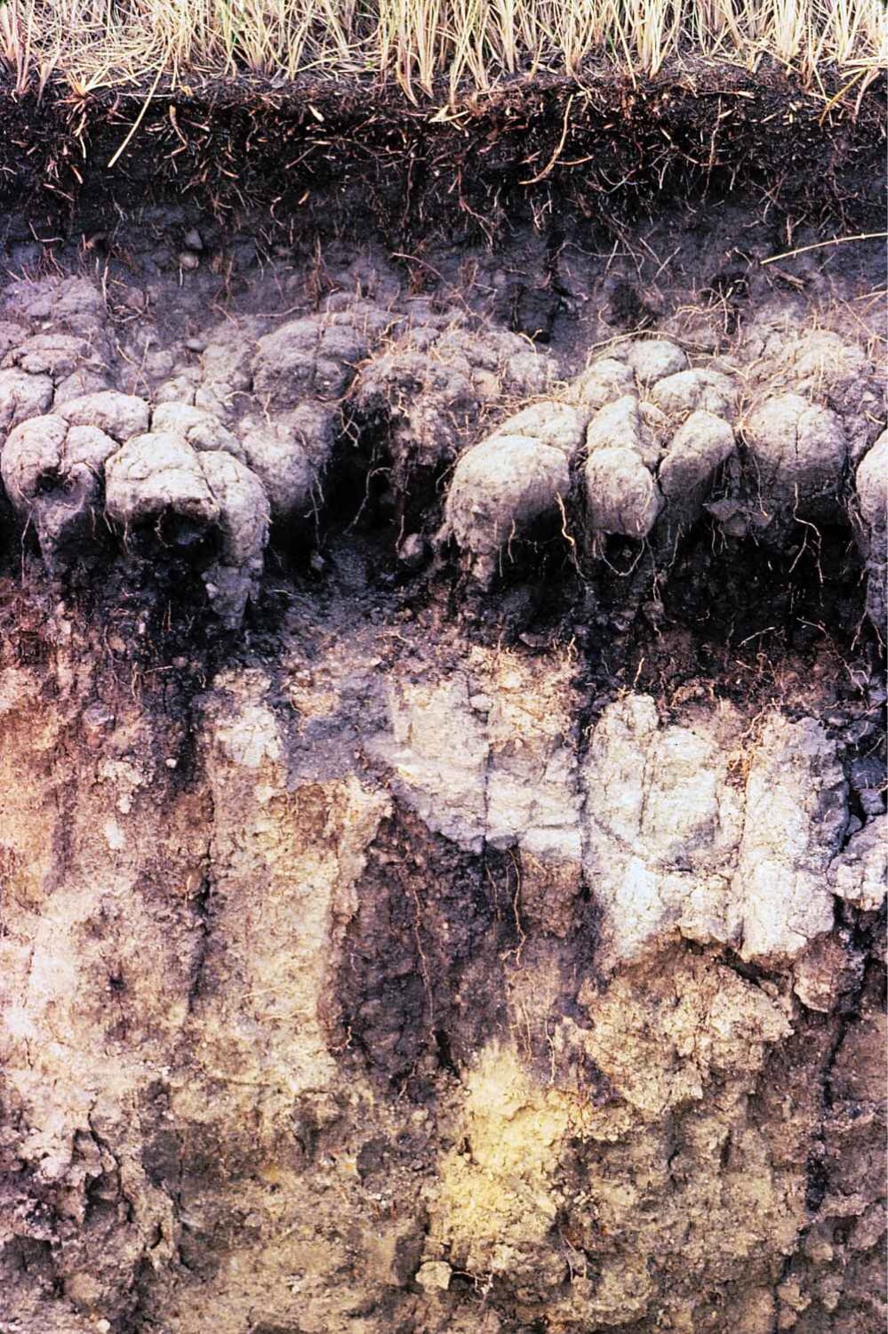 Podzols soil profile Flashcards | Memorang