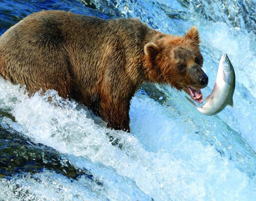 Chapter 1 Flashcards | Memorang