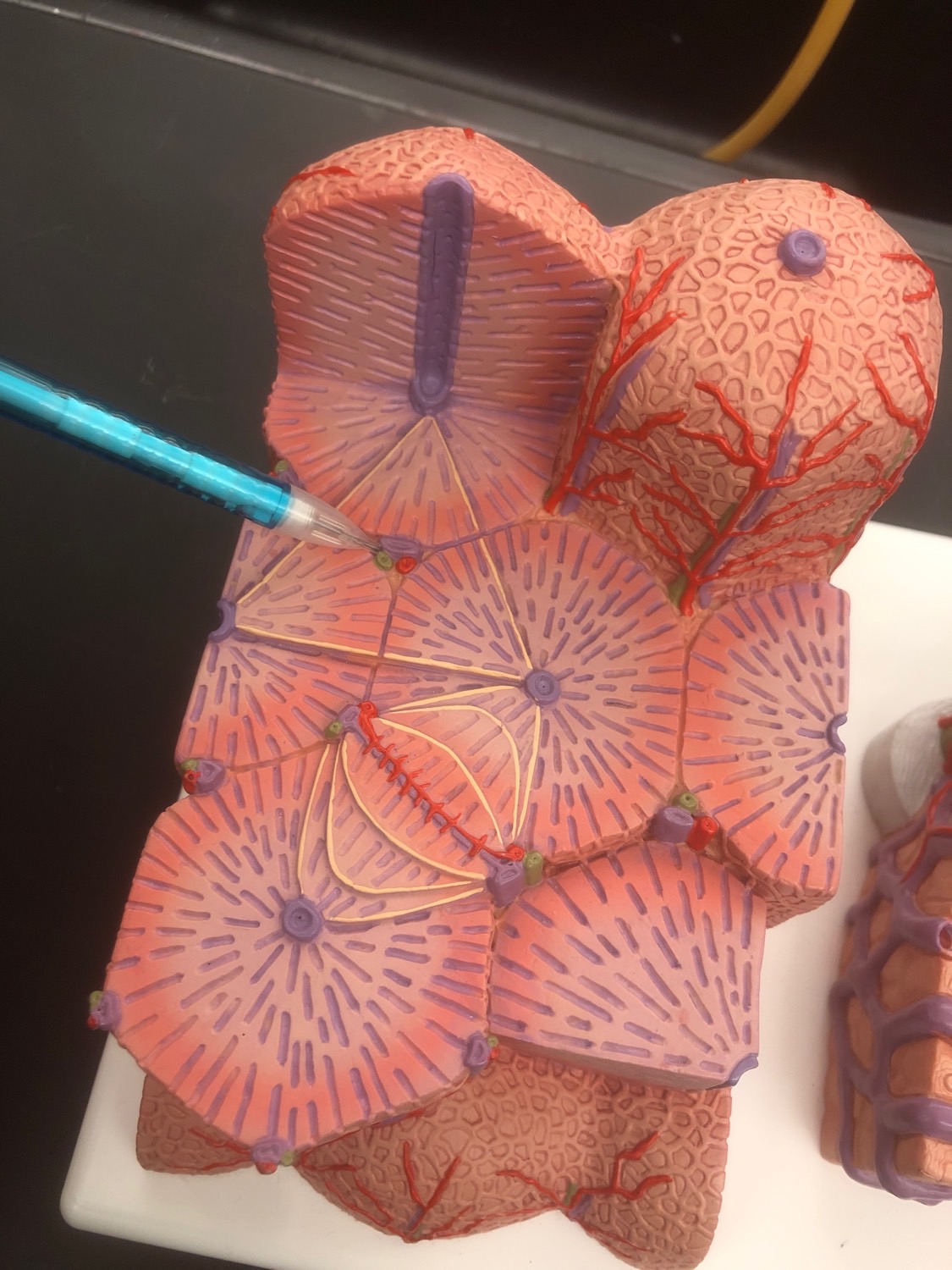 Micro anatomy liver Flashcards | Memorang