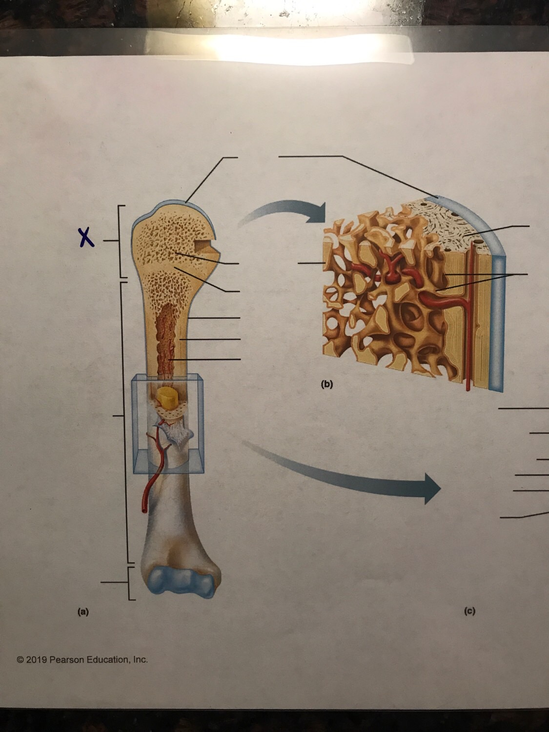 Structure of a long bone Flashcards | Memorang