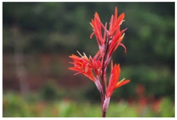 Flowers in Vietnam Flashcards | Memorang