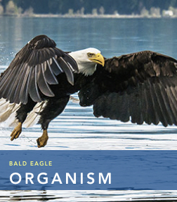 Living Things & the Environment Flashcards | Memorang