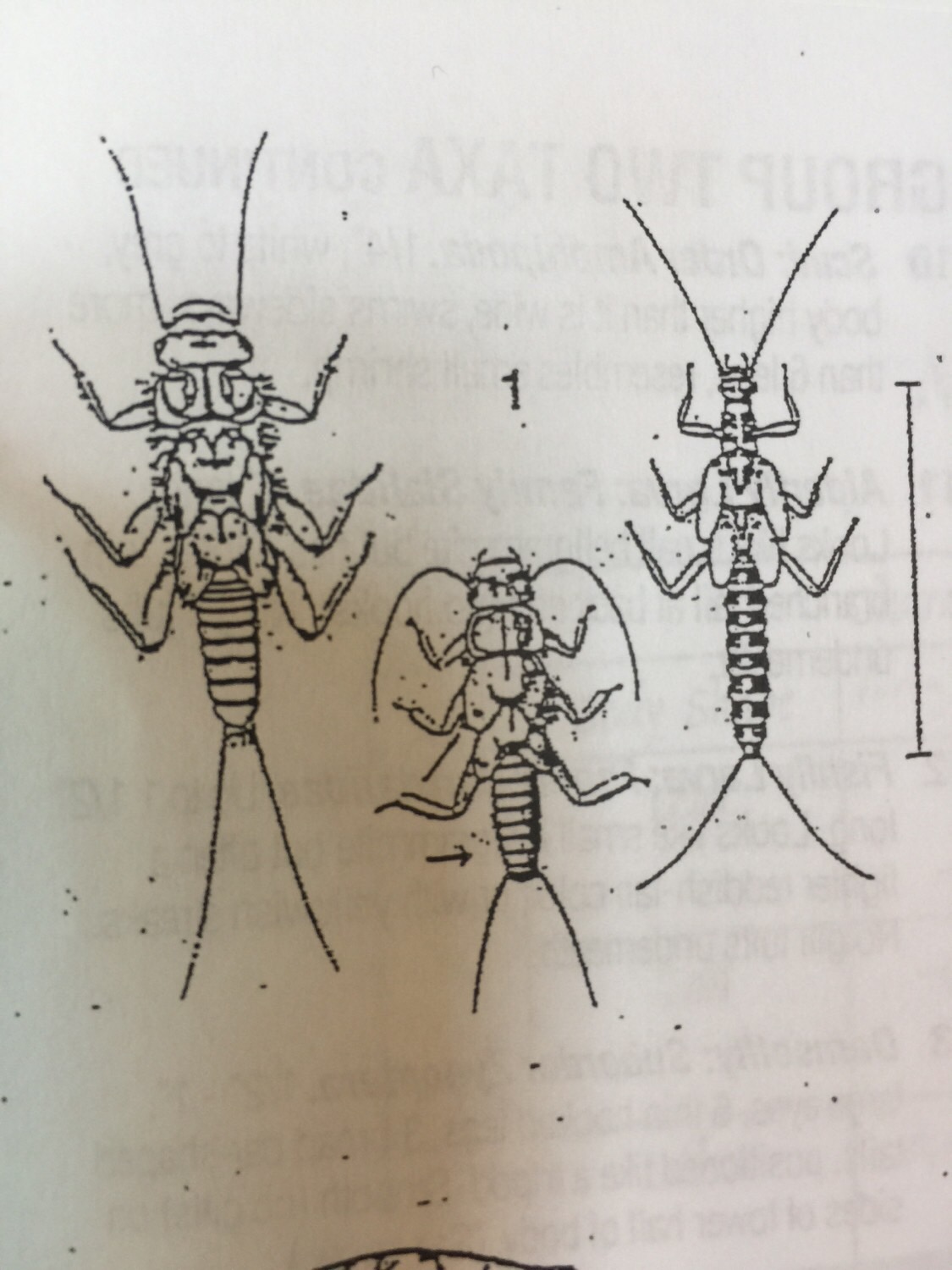 Stream Insects and Crustaceans Flashcards | Memorang