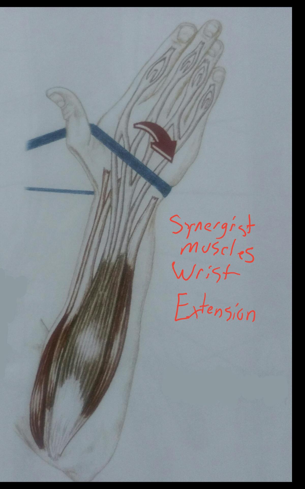 Surface Anatomy Deck 2 Flashcards | Memorang