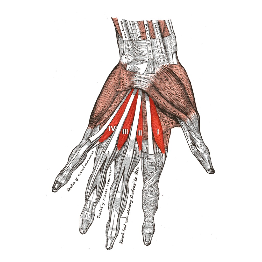 Músculos da mão - MED Flashcards | Memorang