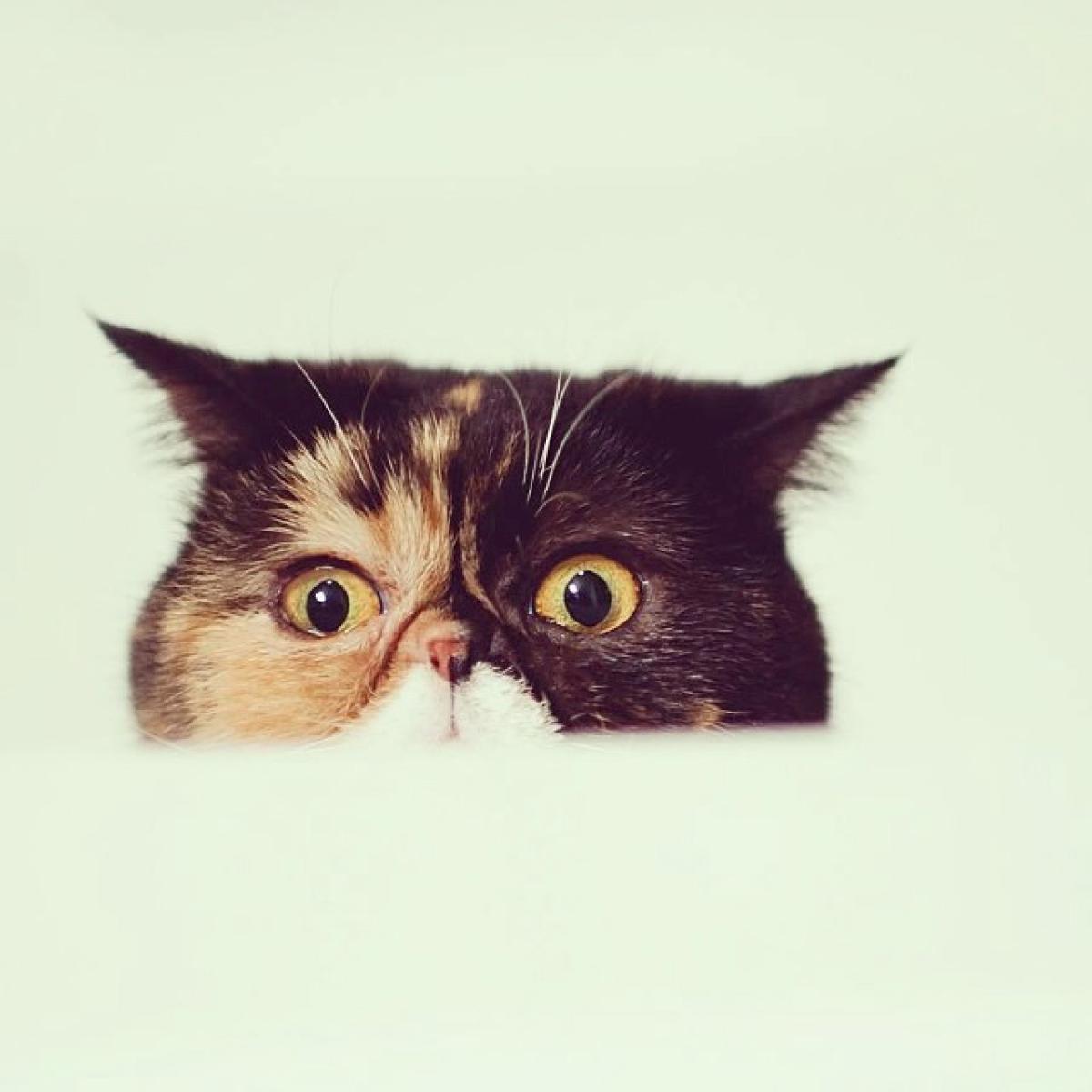 random pics Flashcards | Memorang