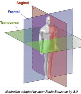 Anatomical Positions/Movements Flashcards | Memorang