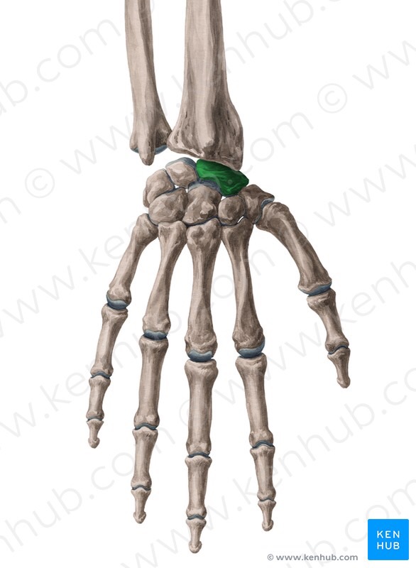 Handens ben Flashcards | Memorang