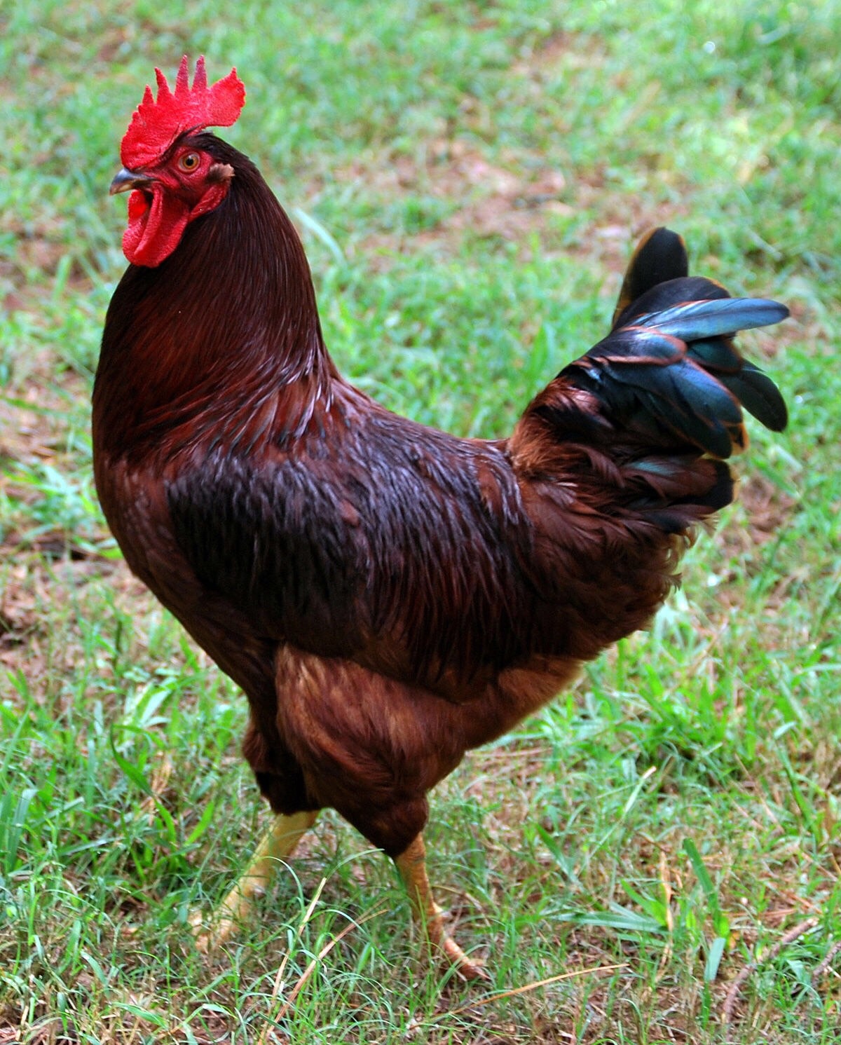 Chicken breeds basics 1 Flashcards | Memorang