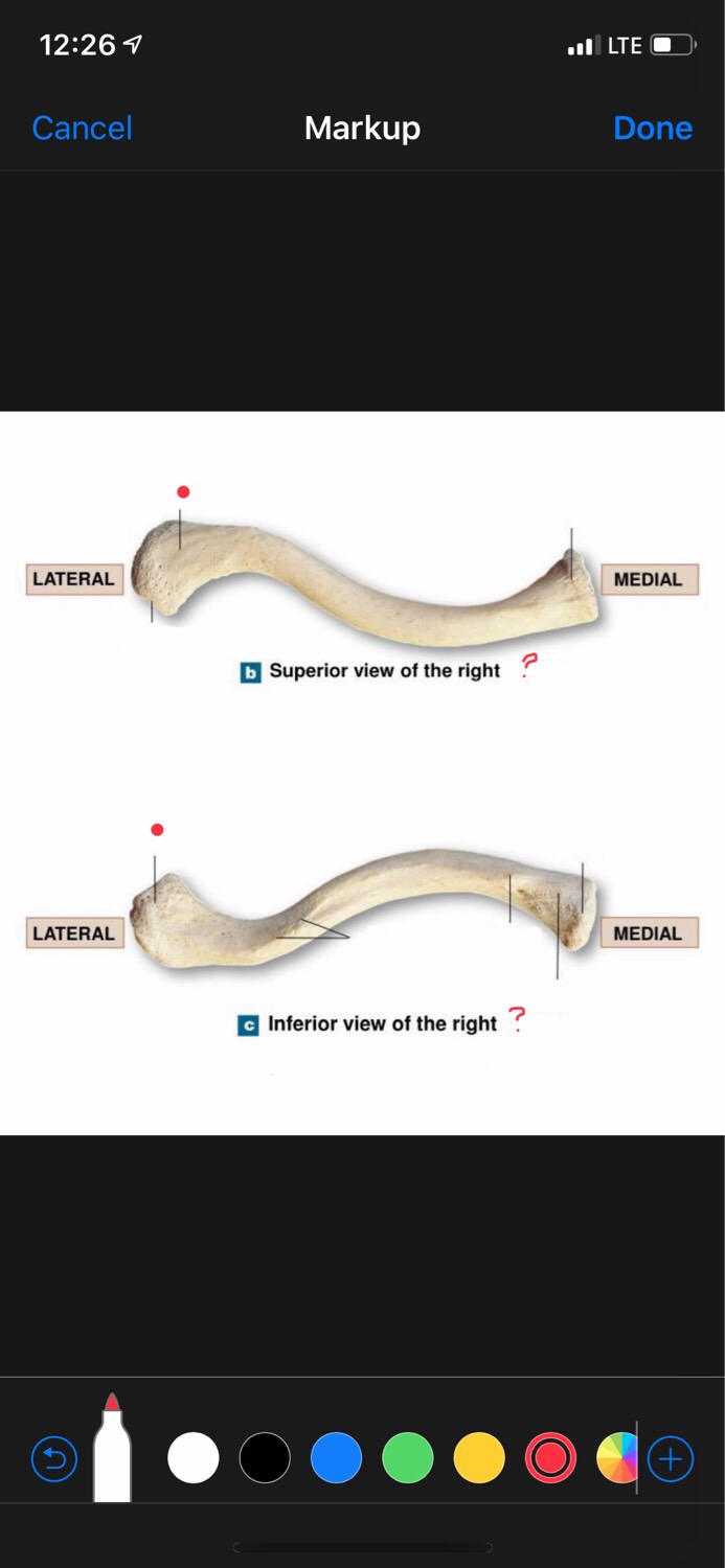 Bone features Flashcards | Memorang