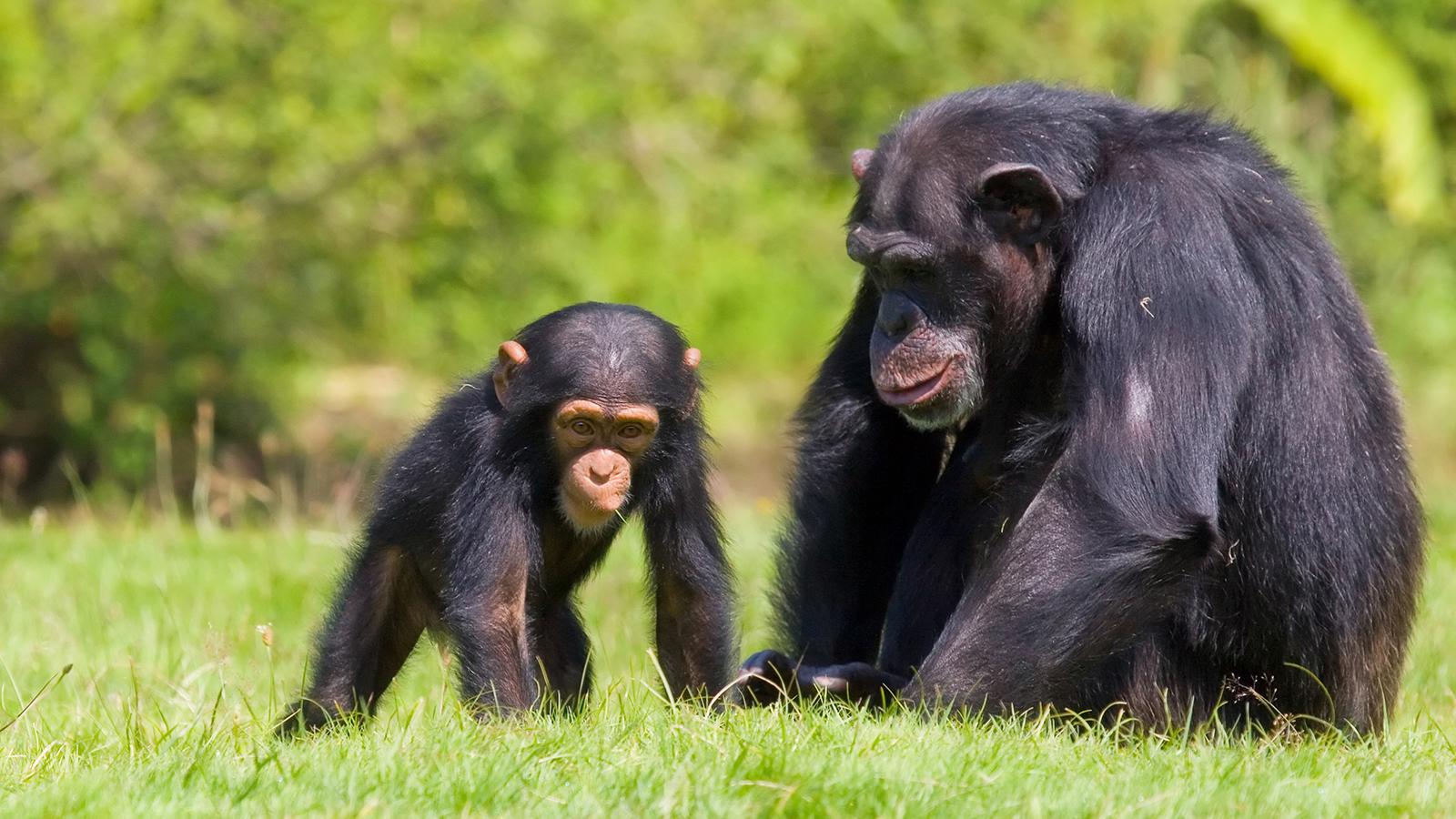 Chimp the ooo man Flashcards | Memorang
