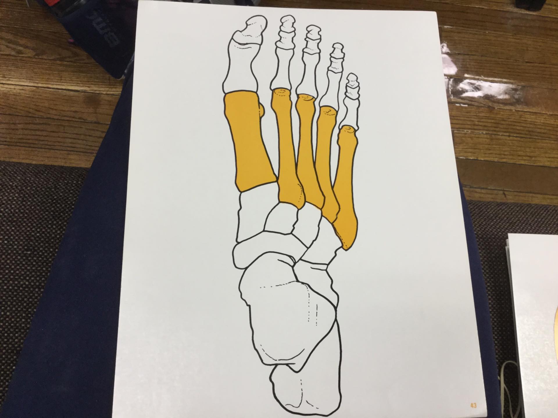 All the Bones Flashcards | Memorang