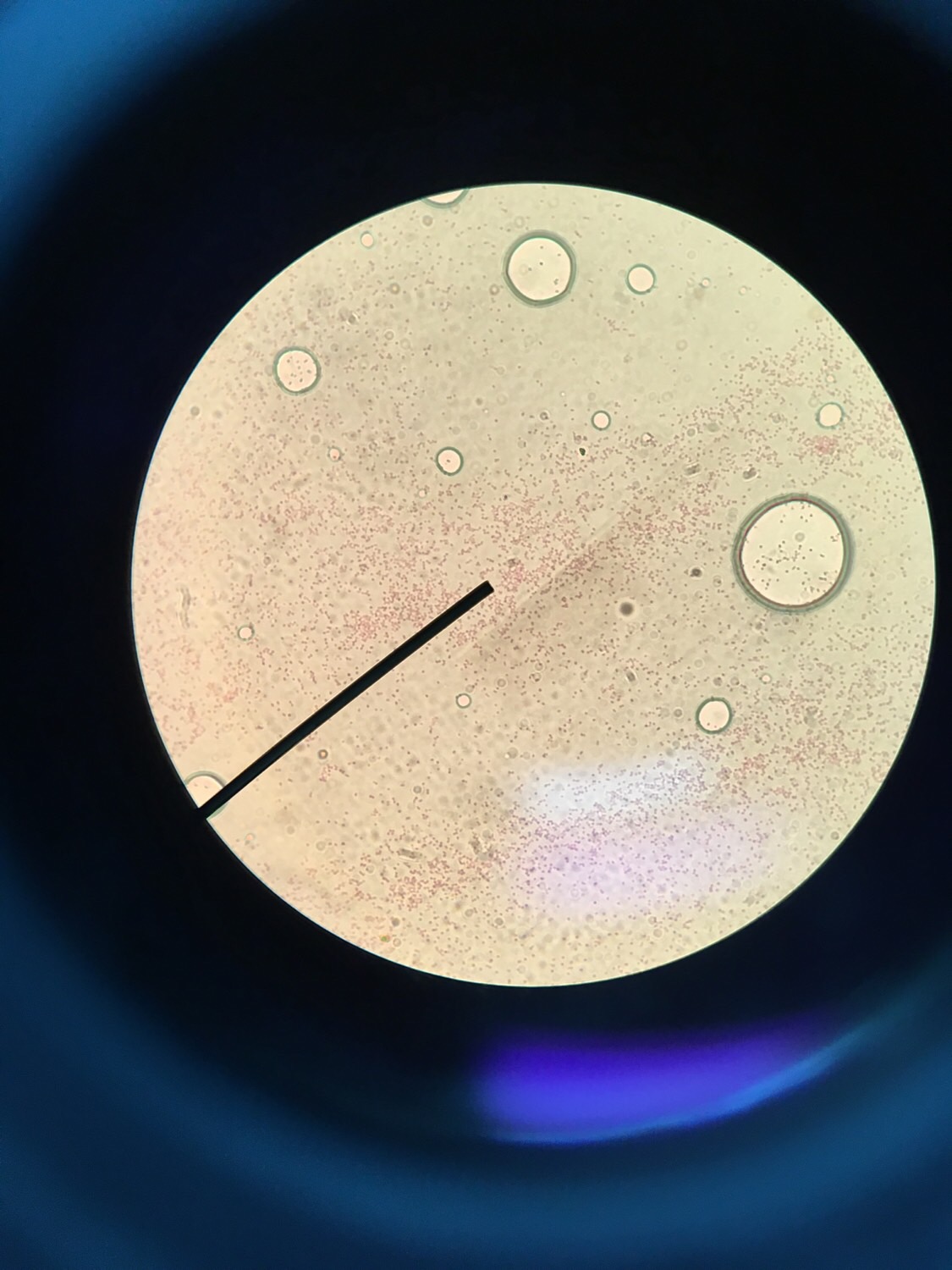 BACTE Gram staining Flashcards | Memorang