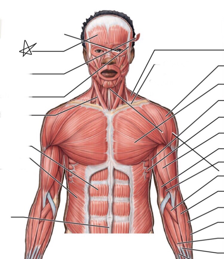 MUSCLES Flashcards | Memorang