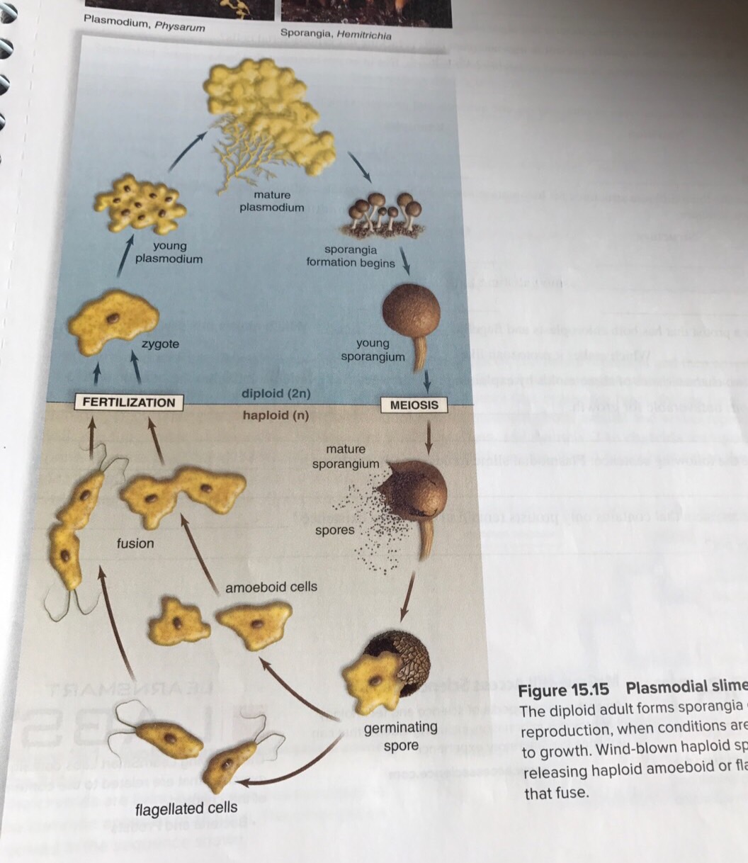 Life cycles bio lab 1 Flashcards | Memorang