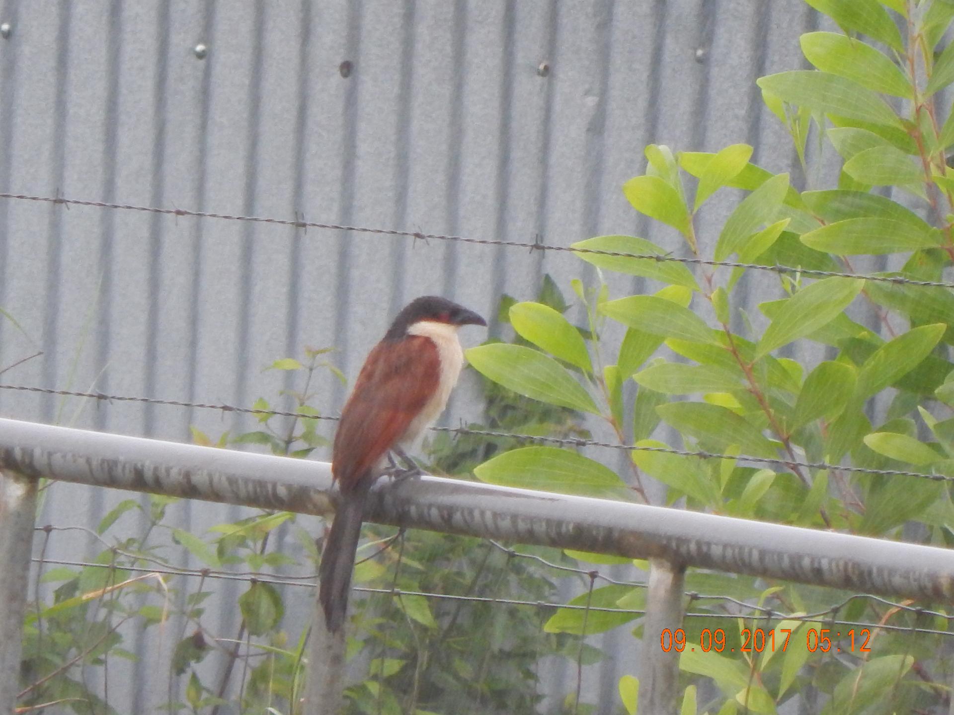 Liberian Birds Flashcards | Memorang